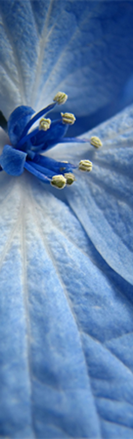 Biography - Catherine Ingram